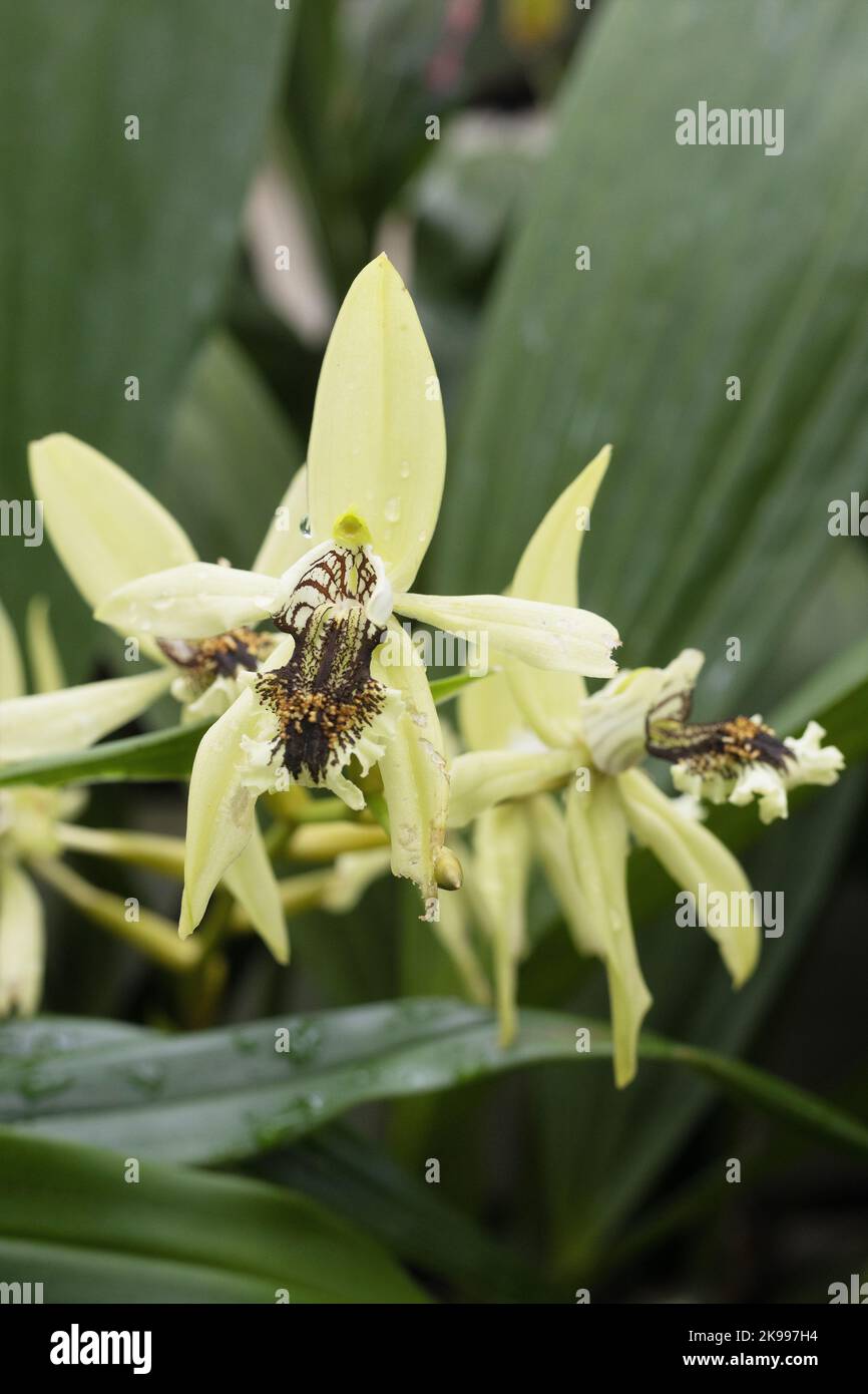 Coelogyne orchid hi-res stock photography and images - Alamy
