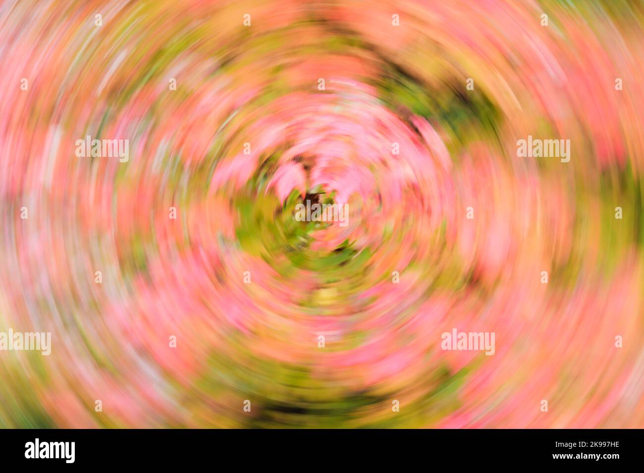 Leaves on a fall tree spinning in a colorful autumn circle with ...