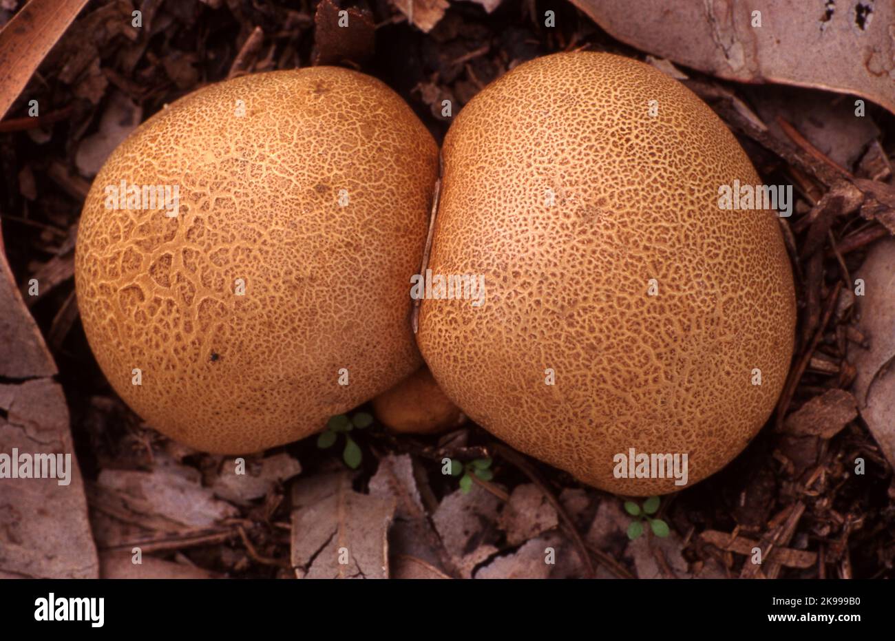 Puffballs are a type of fungus featuring a ball-shaped fruit body that ...