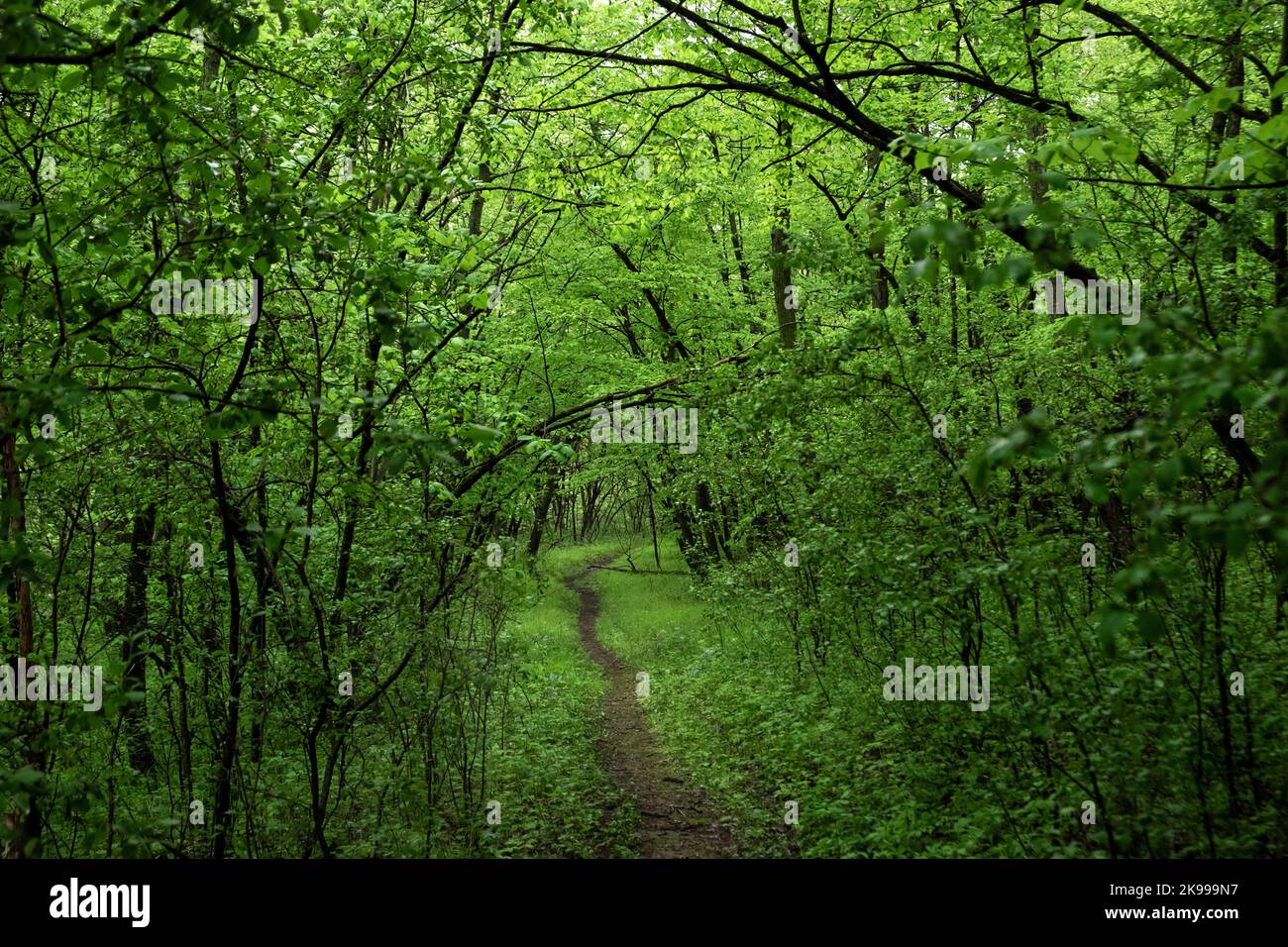Green trail in the spring woods, narrow path, deciduous forest Stock ...