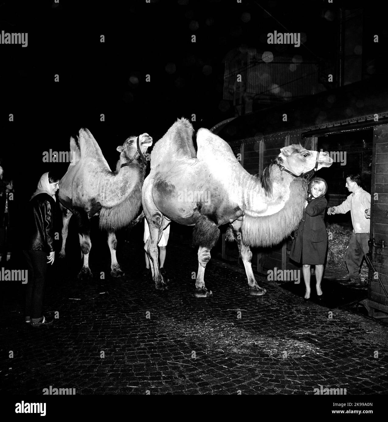 Circustransport with Circus Scott, Stockholm-Oslo. Camels Stock Photo ...