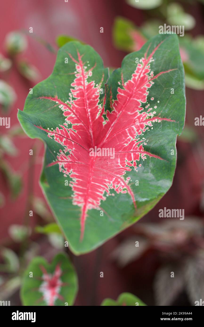 Caladium varieties hi-res stock photography and images - Alamy