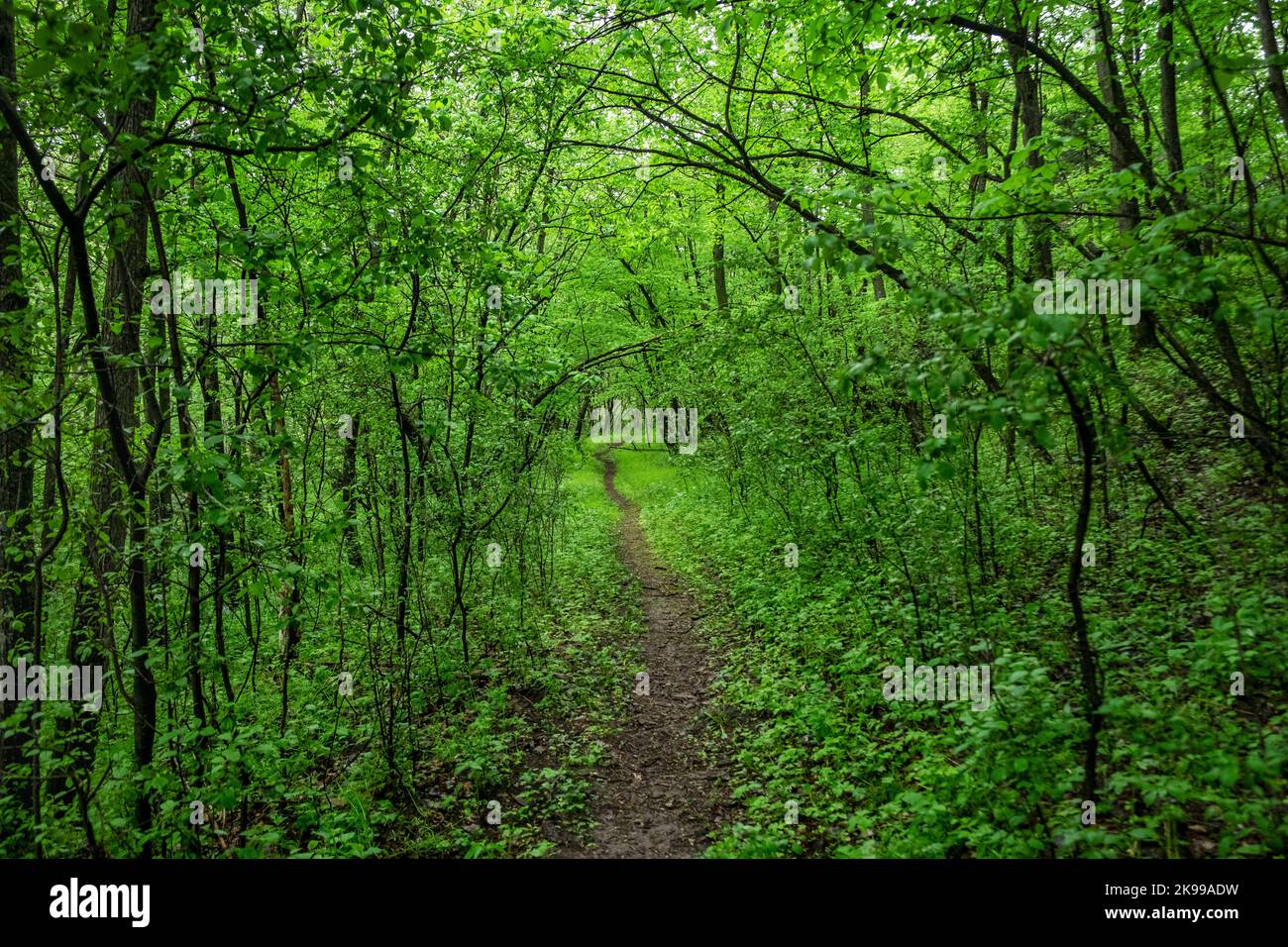 Green trail in the spring woods, narrow path, deciduous forest Stock ...