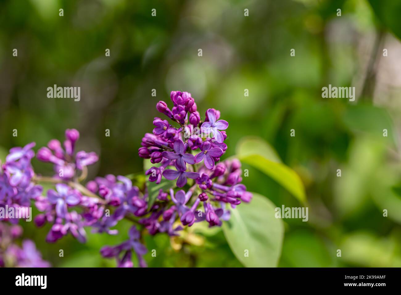 Syringa vulgaris flower growing in meadow, macro Stock Photo - Alamy