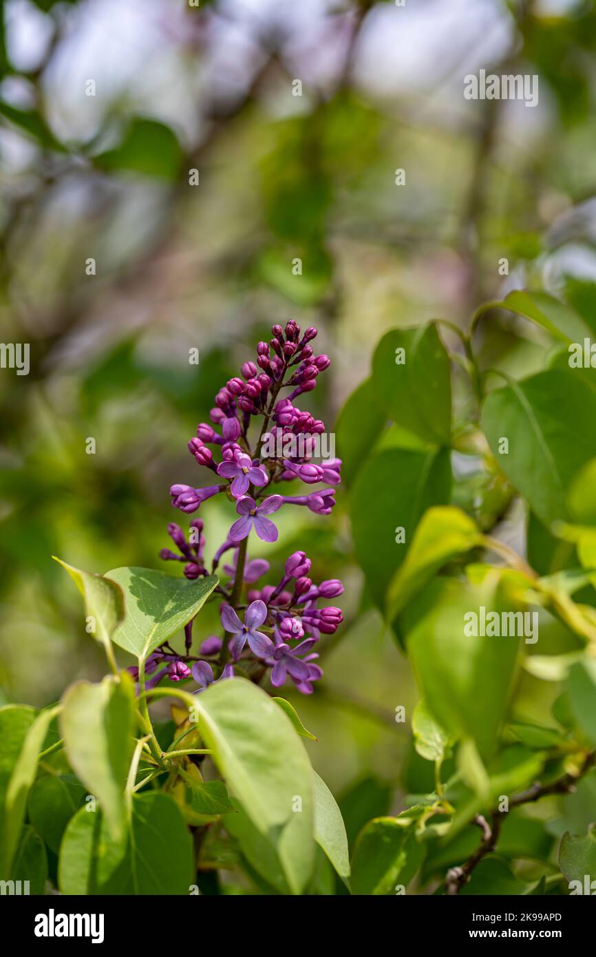Syringa vulgaris flower growing in meadow, macro Stock Photo - Alamy