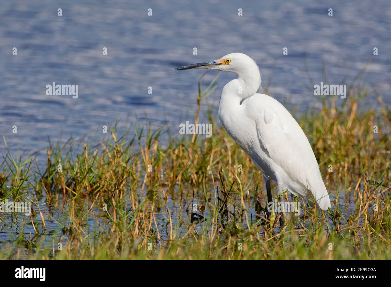 Snowy Egret (egretta thula) resting at the water's edge. Snowy Egrets ...
