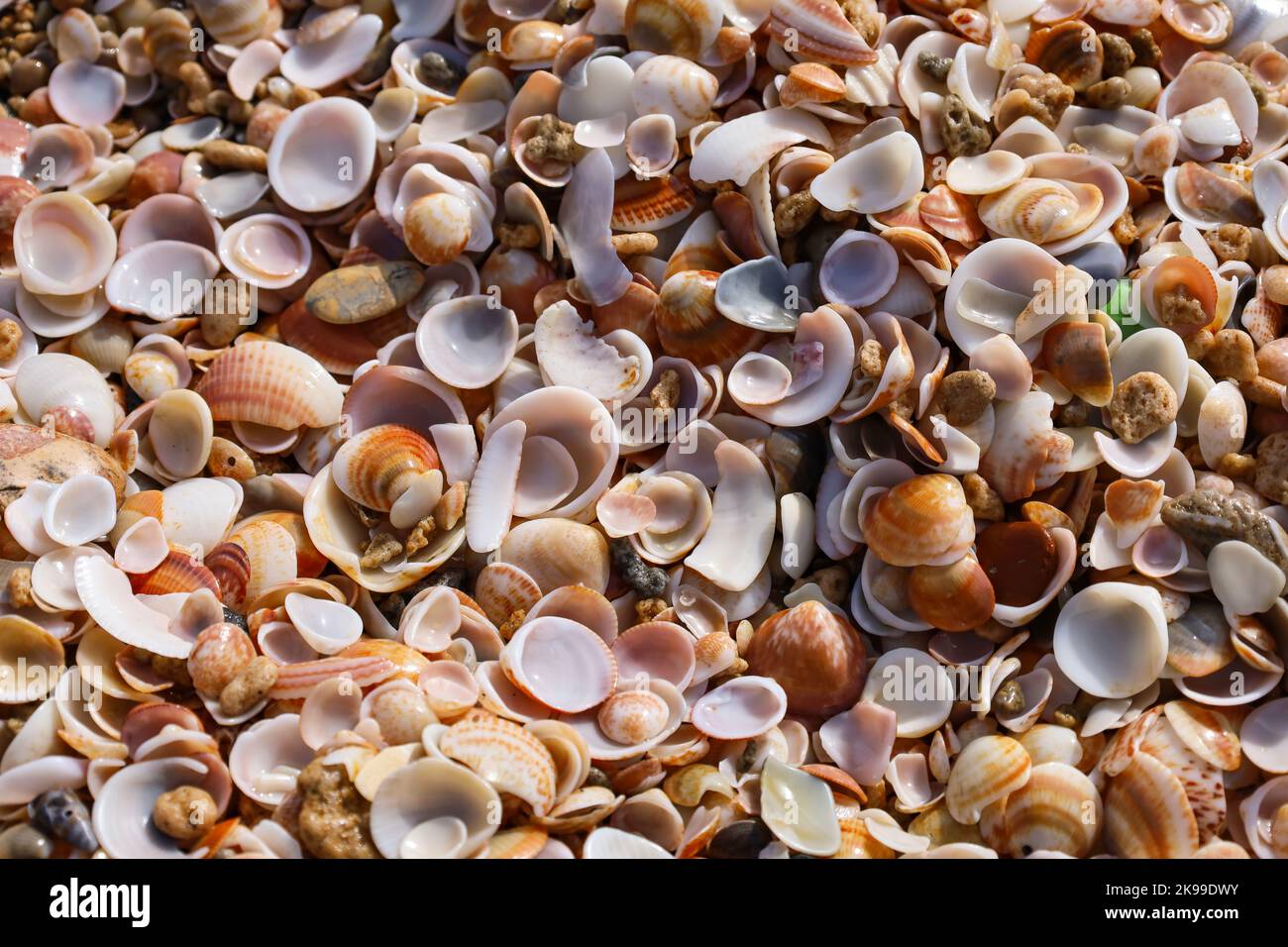 Closeup view of sea shells as background Stock Photo - Alamy
