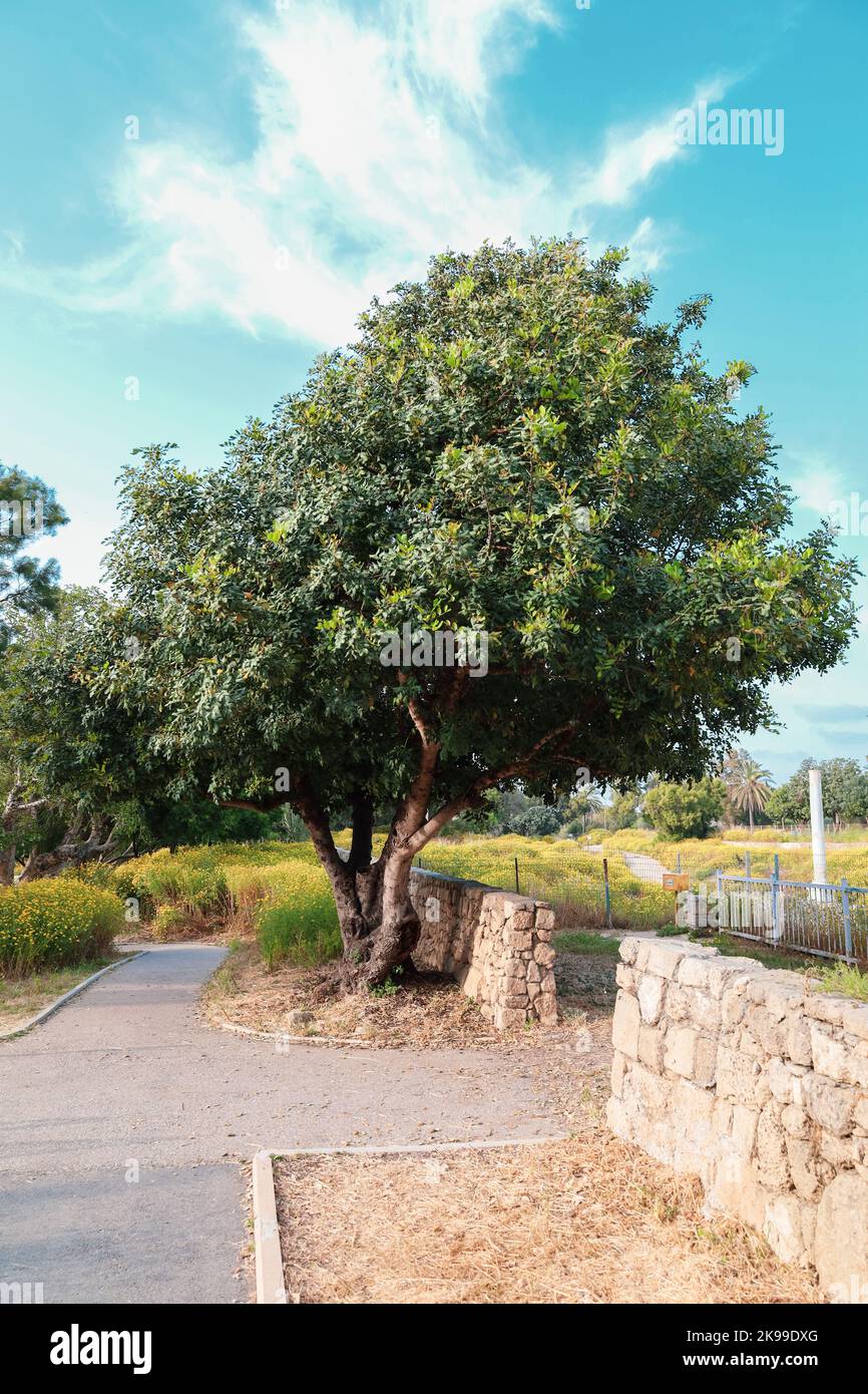 View of pathway with old tree near stone wall Stock Photo - Alamy