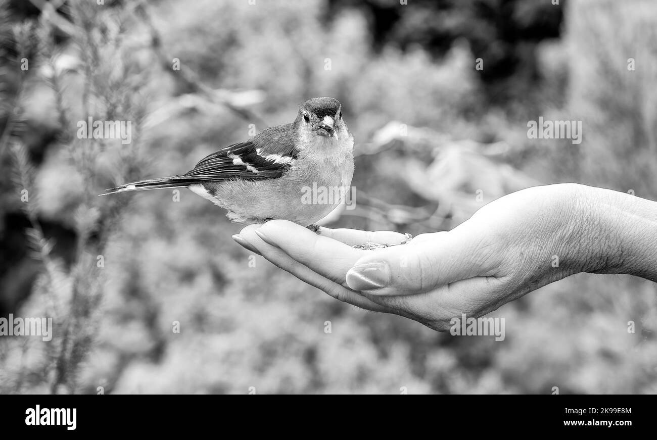 Person holding sparrow hi-res stock photography and images - Alamy