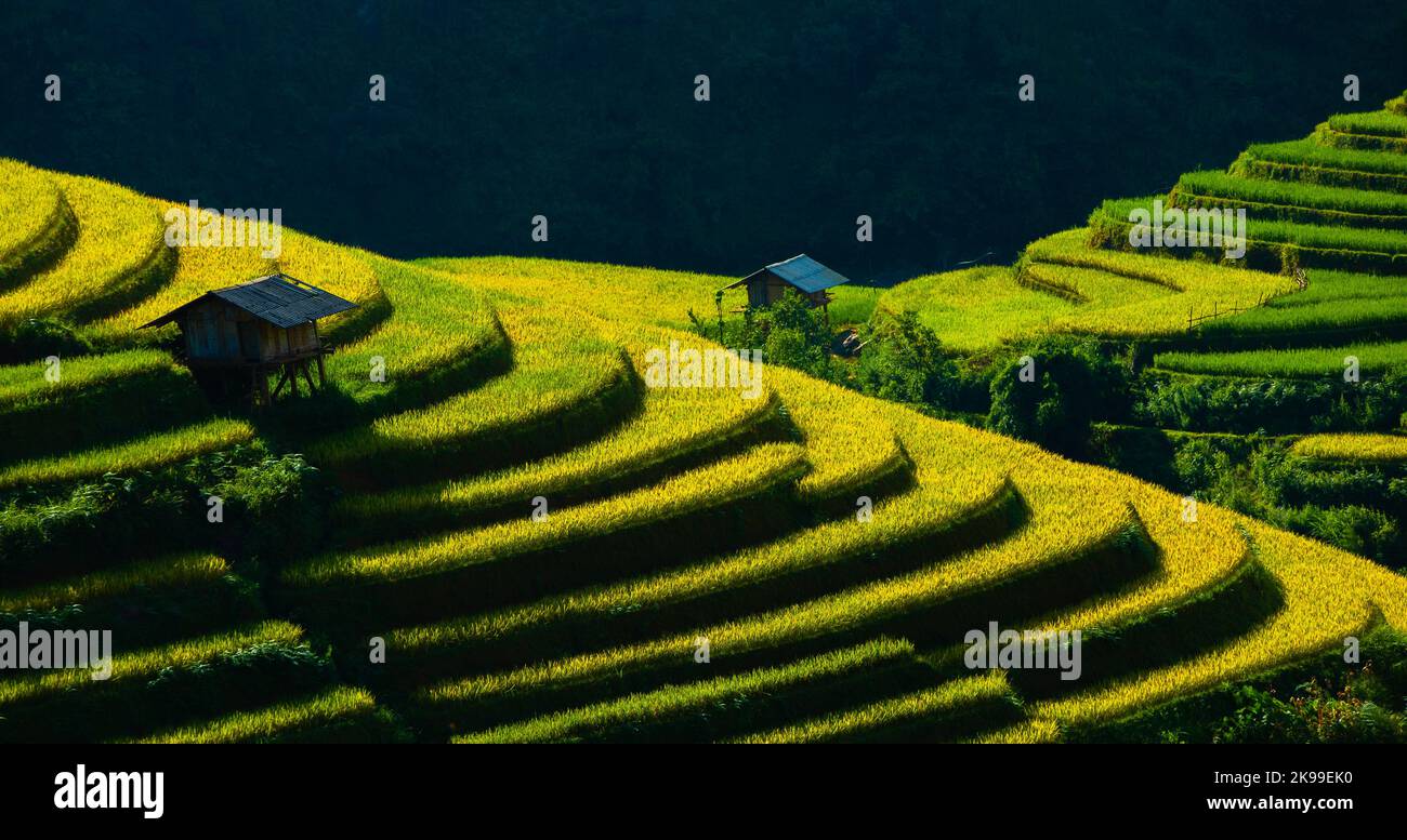 Phong nam rice field hi-res stock photography and images - Alamy