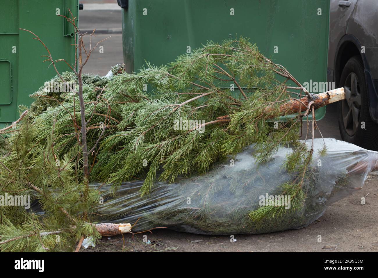 green tree thrown into the bin in the cities of Dnieper in January ...
