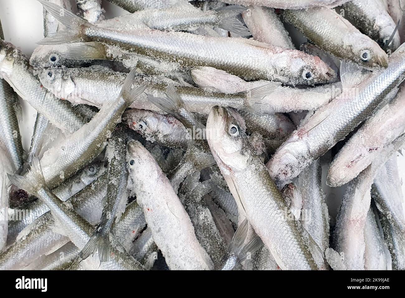 Osmerus eperlanus dentex hi-res stock photography and images - Alamy