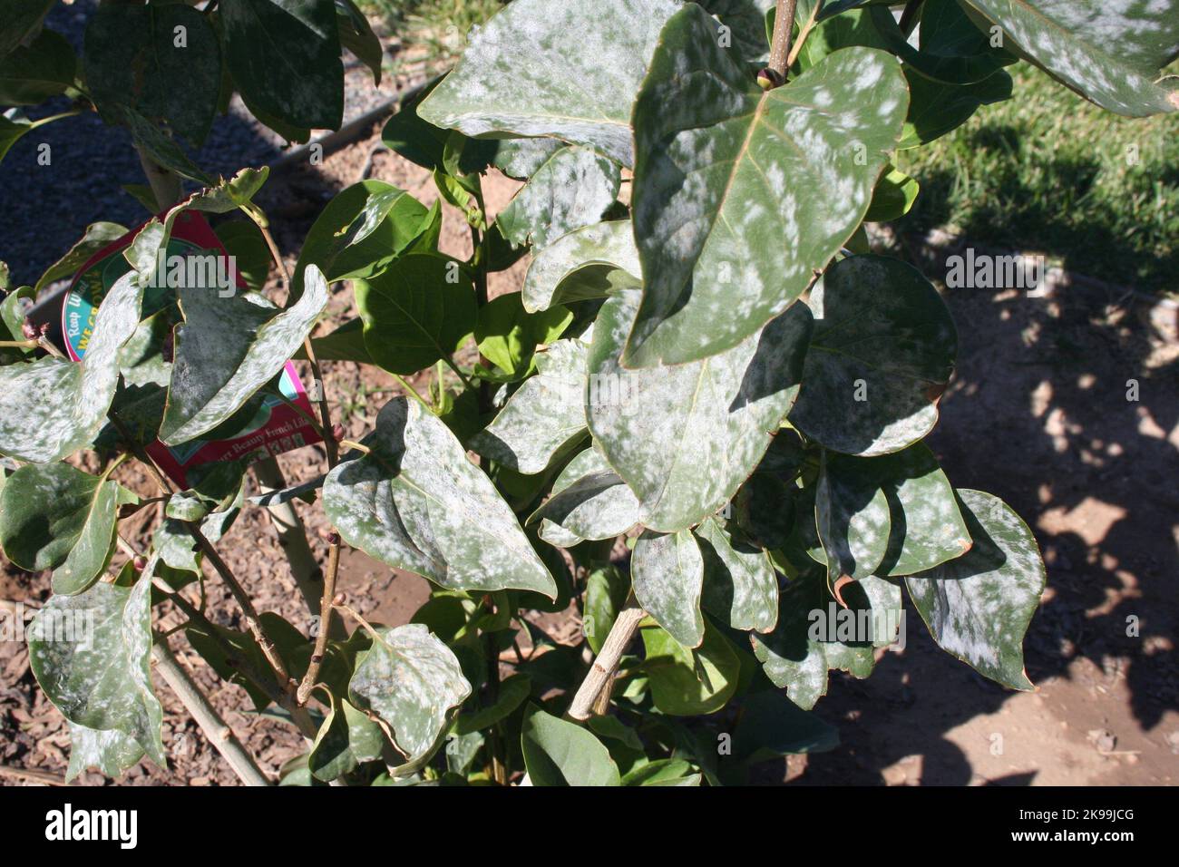 Powdery Mildew on Lilacs Stock Photo - Alamy
