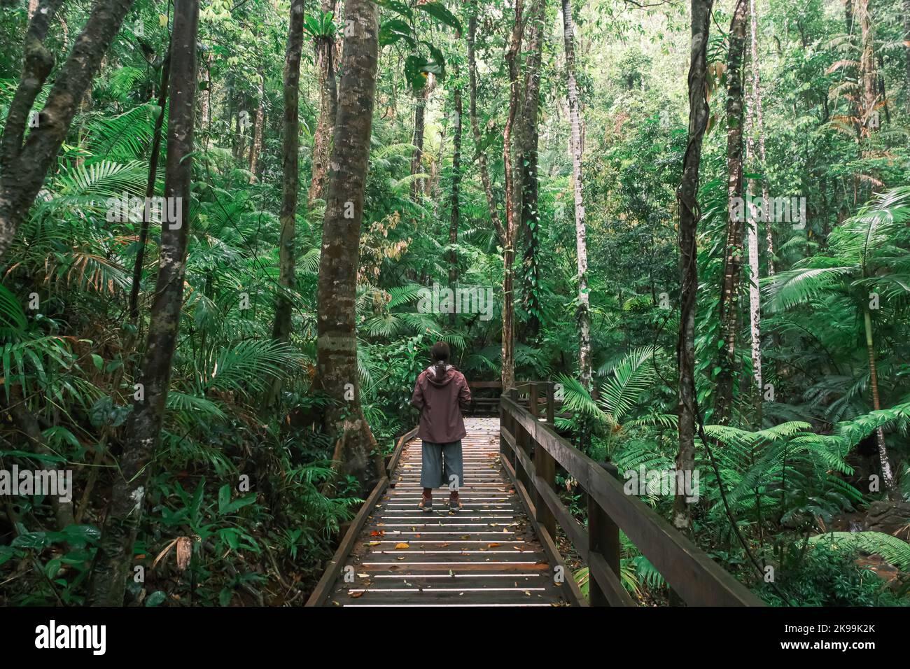 A lady is exploring a jungle of Daintree Rainforest in Queensland ...