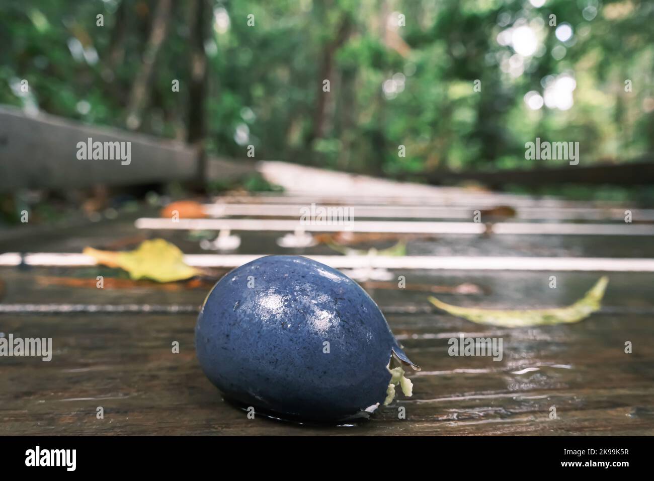 Cassowary tree hi-res stock photography and images - Alamy