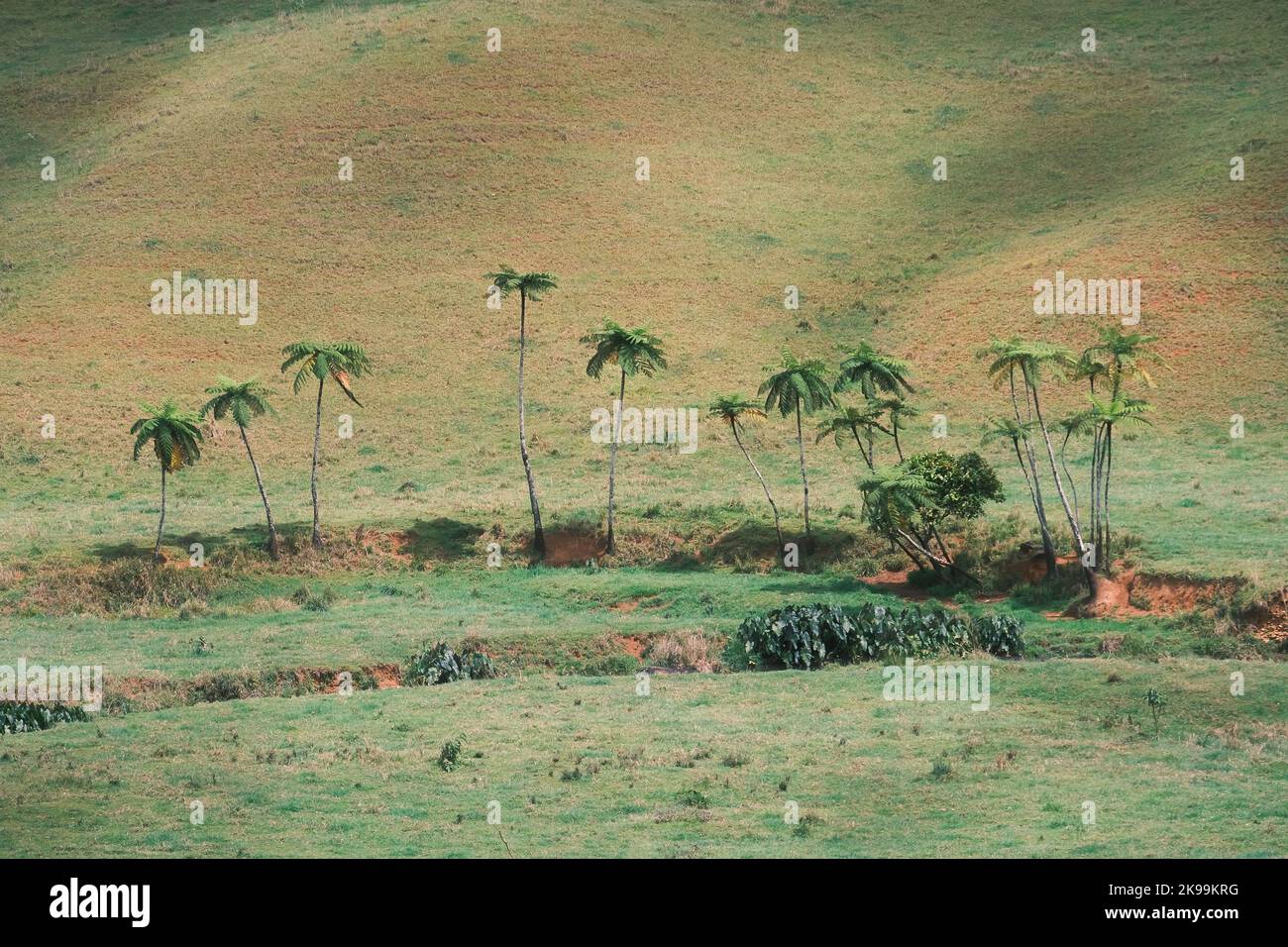 Beautiful palm trees in the farm of country side, Queensland, Australia ...