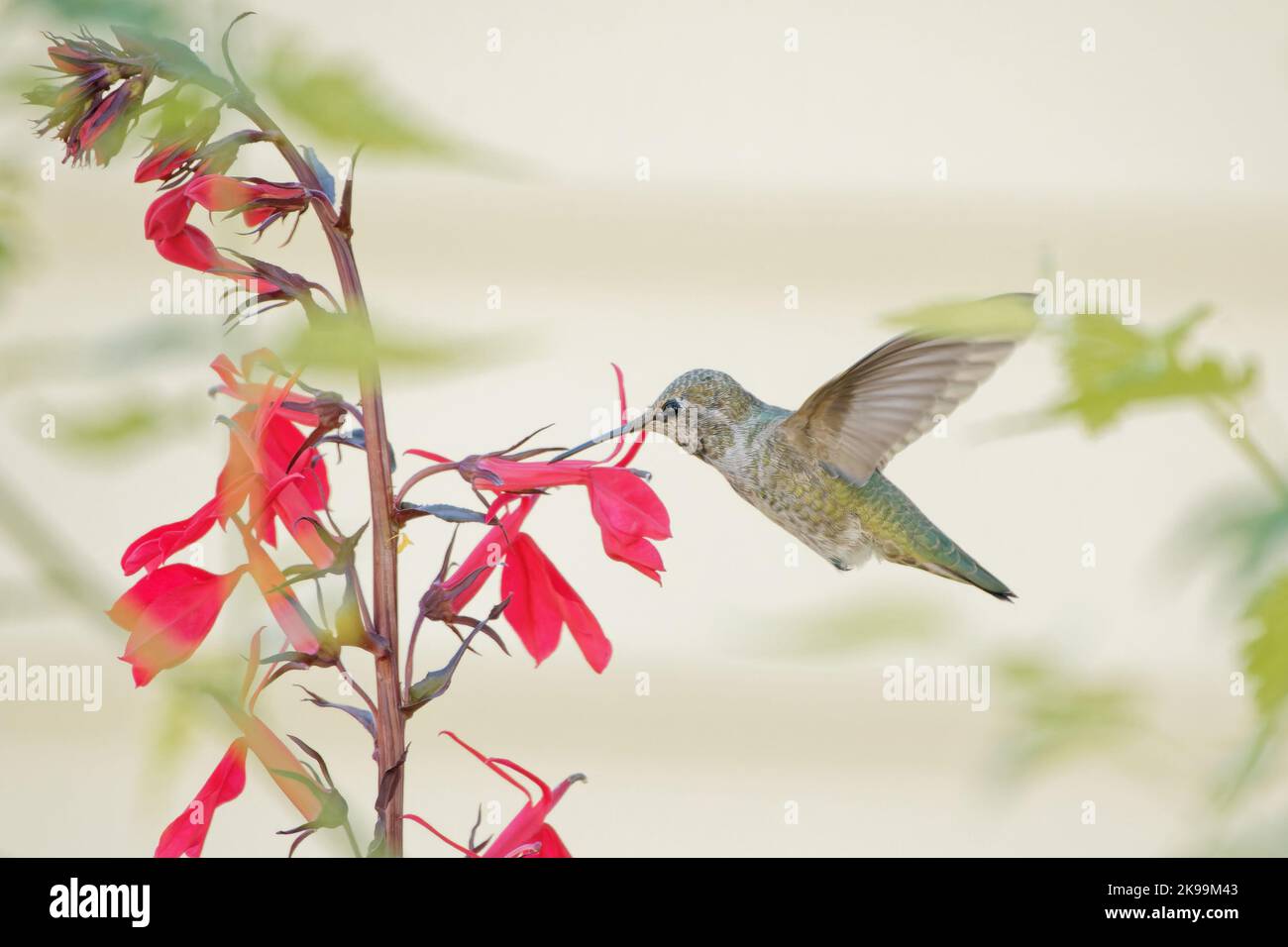 A closeup shot of a hummingbird next to beautiful red flowers Stock ...