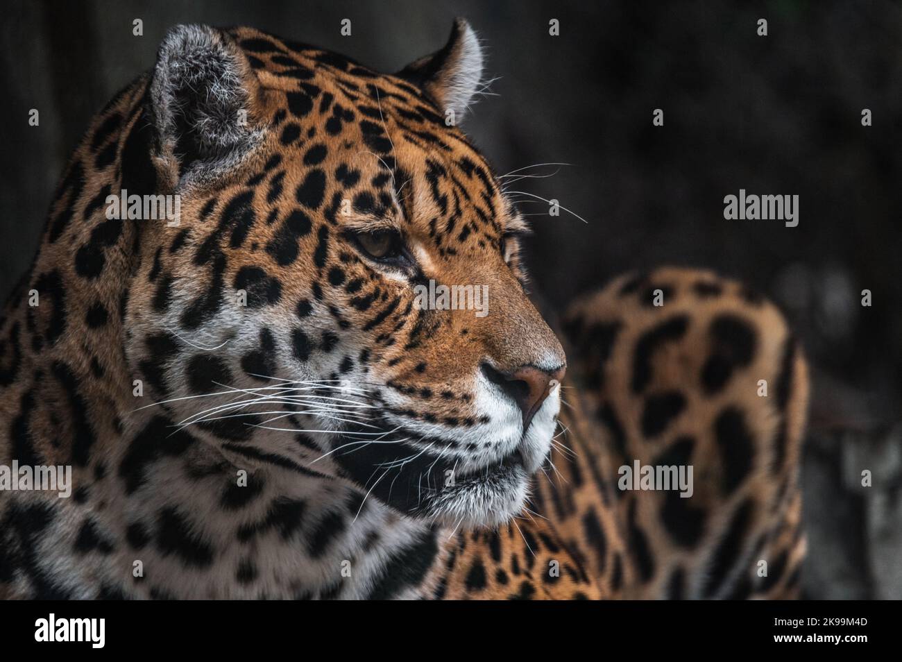 A closeup shot of a beautiful spotted leopard face Stock Photo - Alamy