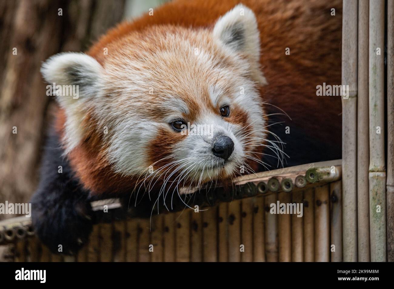 Red panda head shot hi-res stock photography and images - Alamy