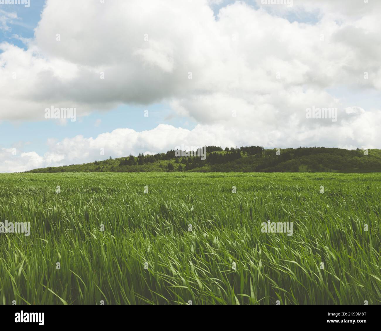 A green field with a blue cloudy sky in the background, perfect for ...