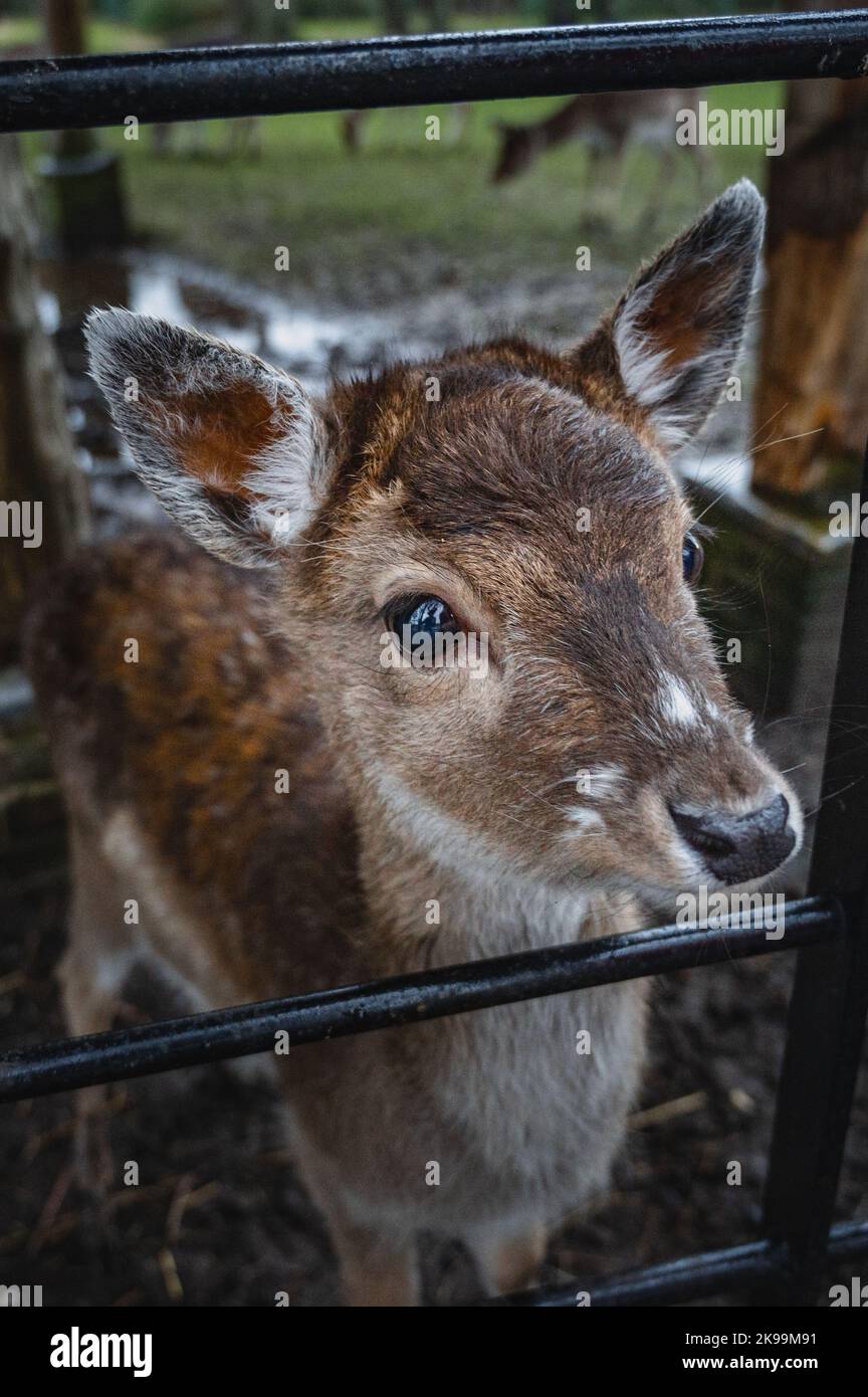 A vertical closeup shot of a cute wild deer behind a gate at a zoo ...