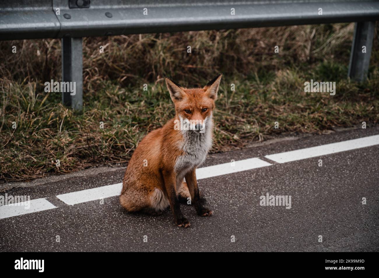 A small orange fox sitting on the side of a road Stock Photo - Alamy