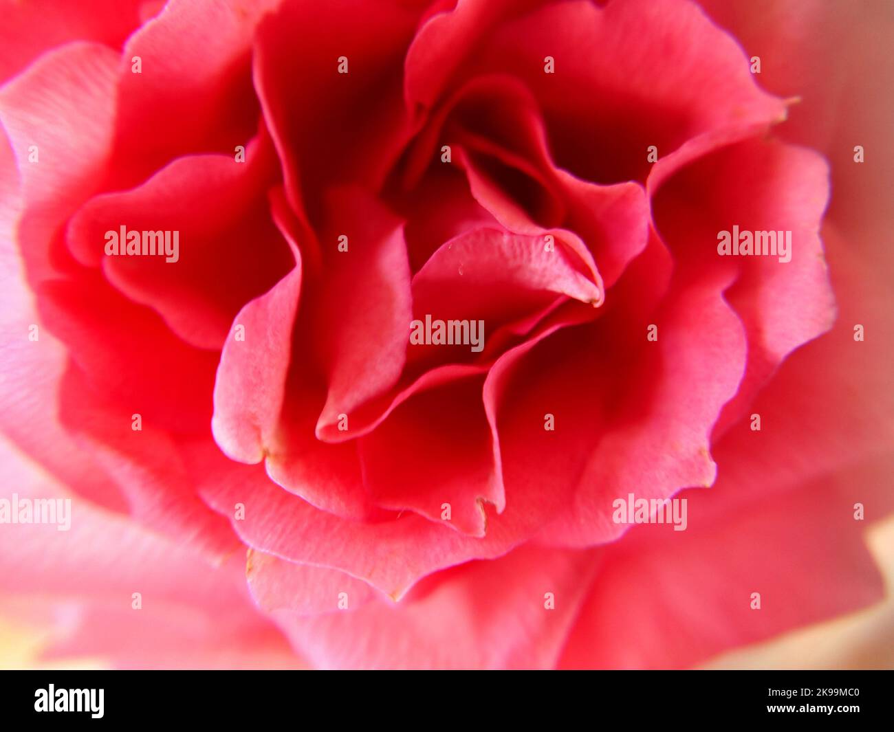Background texture of a blooming rosebud close-up Stock Photo - Alamy