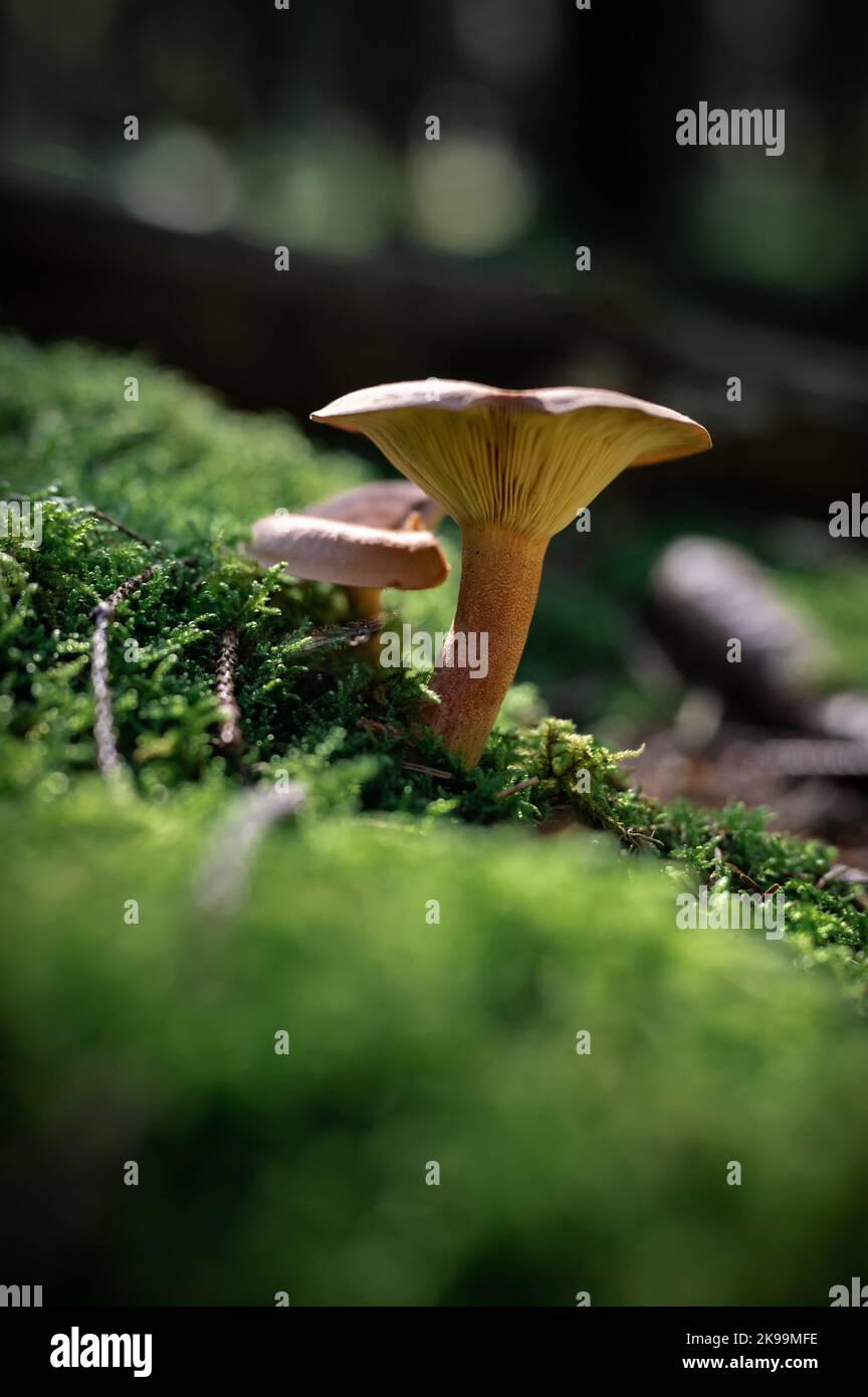 A vertical closeup of the Lactarius camphoratus, Candy cap on themoss ...