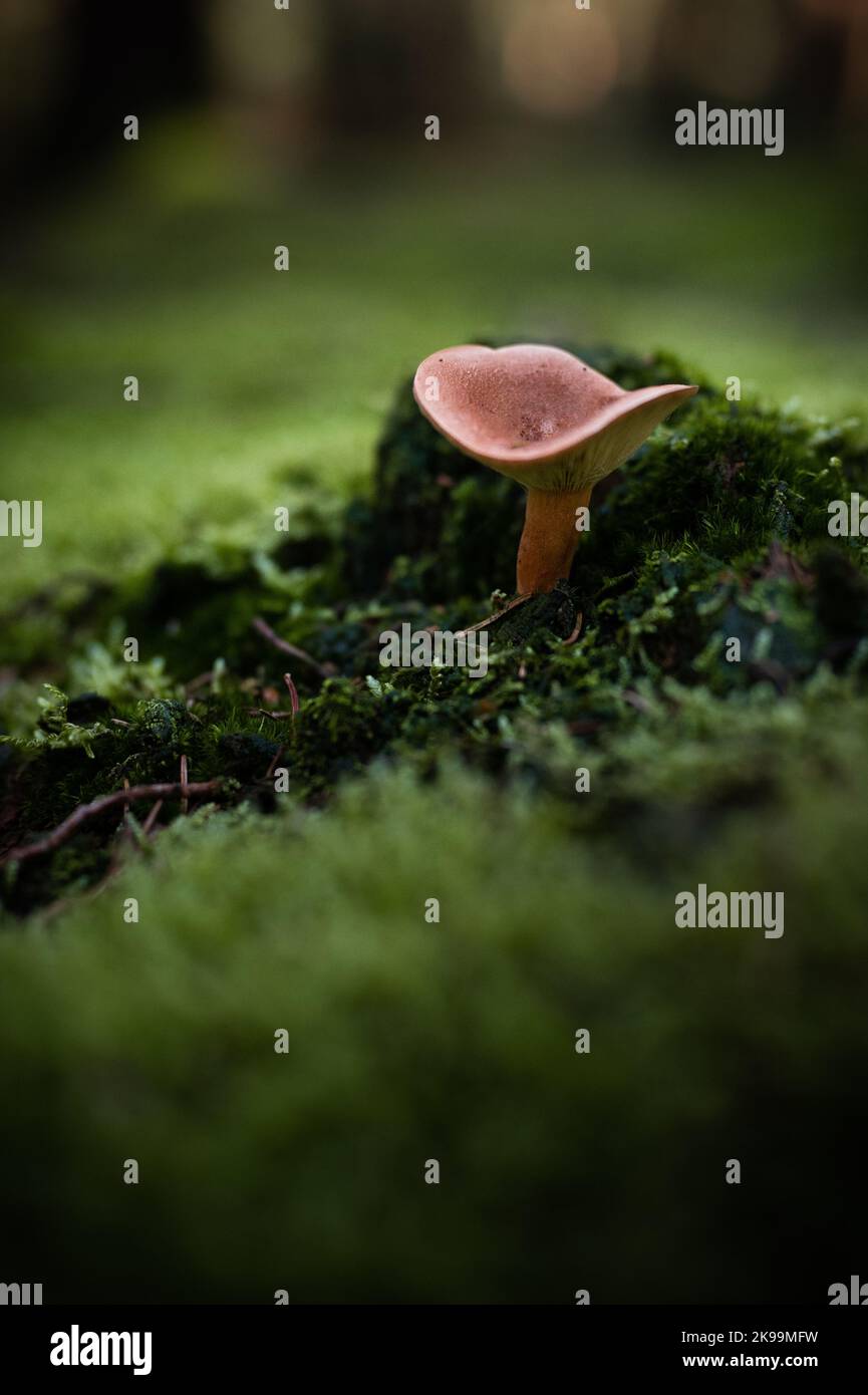 A vertical closeup of the Lactarius camphoratus, candy cap growing on ...