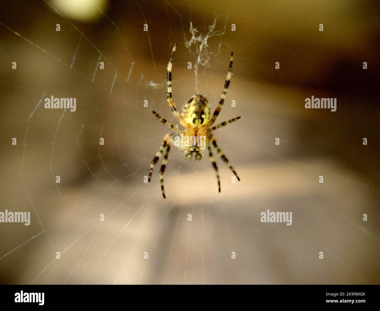 Garden striped spider with green round eyes Stock Photo - Alamy