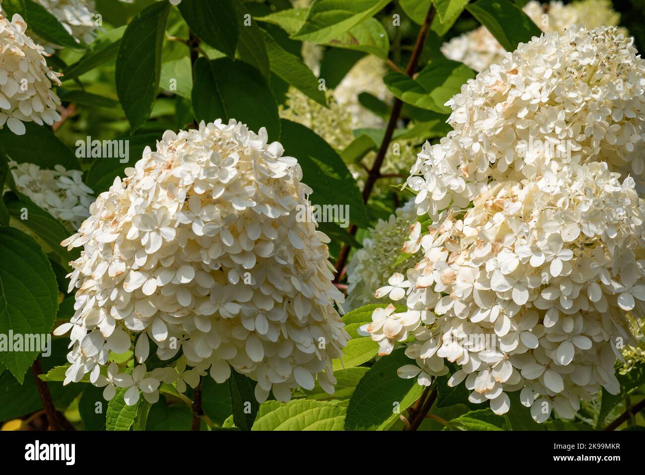 The pretty white panicled hydrangea Stock Photo - Alamy