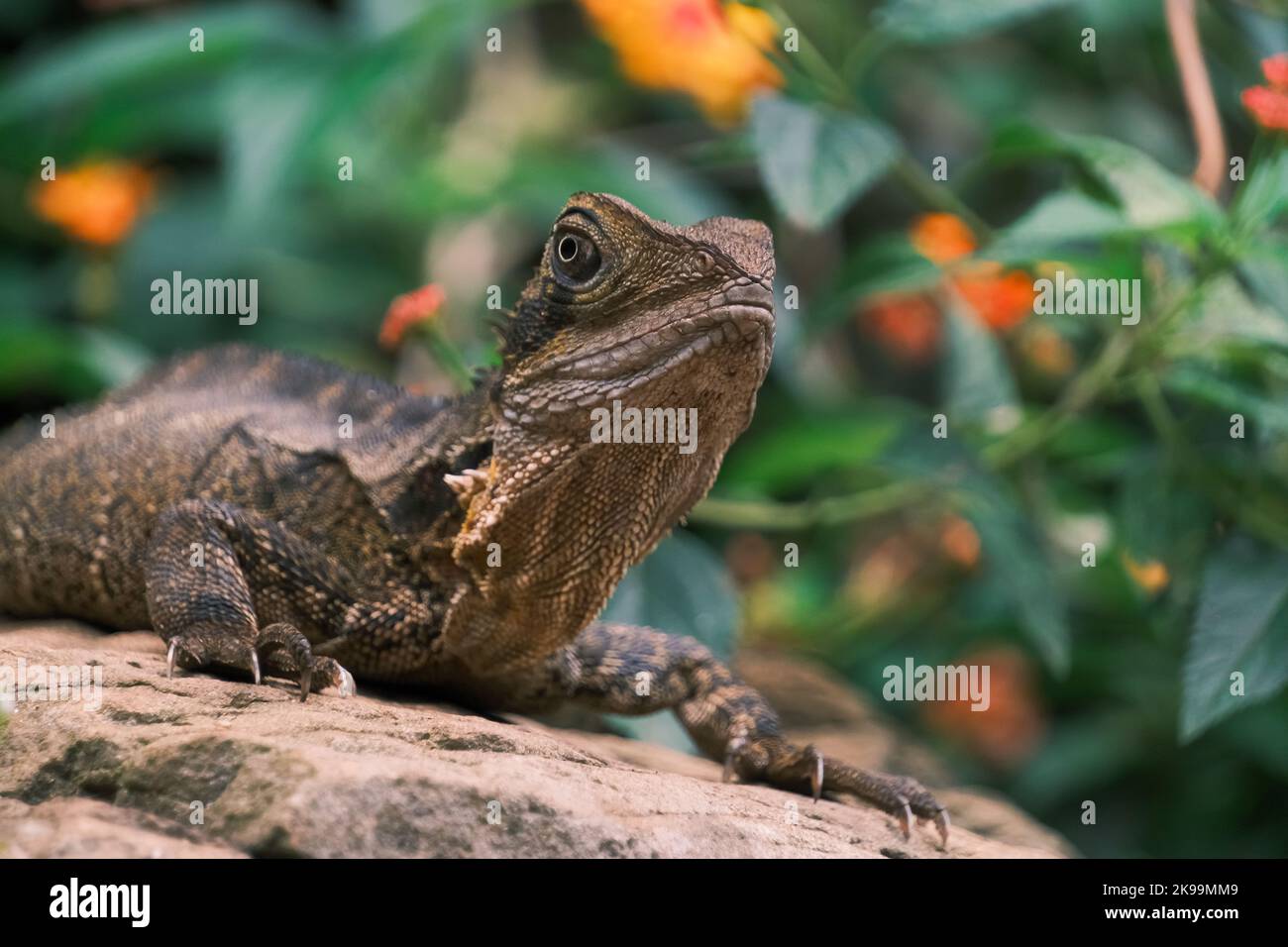Eastern water dragon is resting on a rock, Cairns Queensland, Australia ...