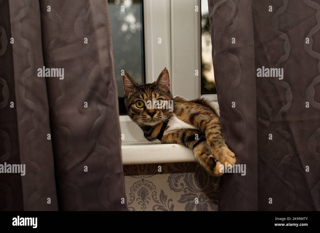 Cotton tabby hi-res stock photography and images - Alamy