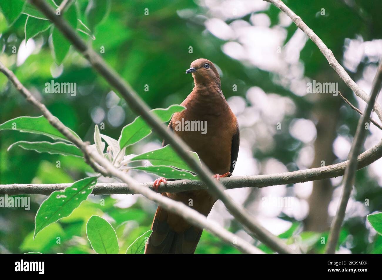 A brown cuckoo dove is on a brach of Daintree rainforest, Cairns ...