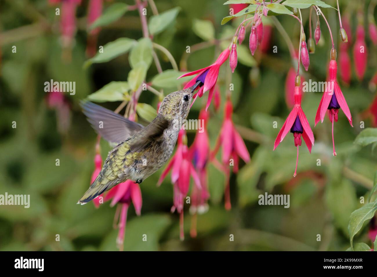 Adorable hummingbird (Calypte anna) pecking on a flower Stock Photo - Alamy