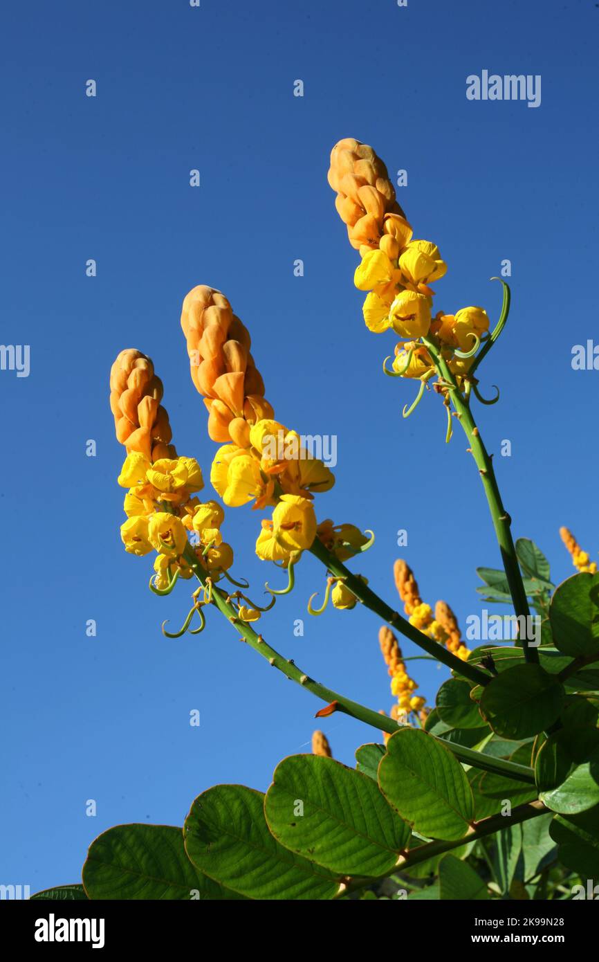 Cyclopia hi-res stock photography and images - Alamy