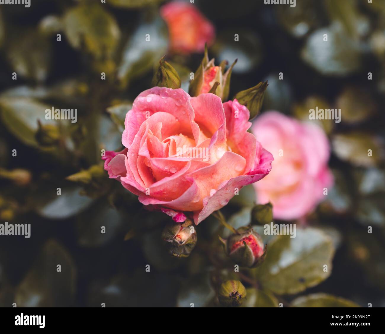 A close-up of a pink hybrid tea rose in a garden, perfect for ...