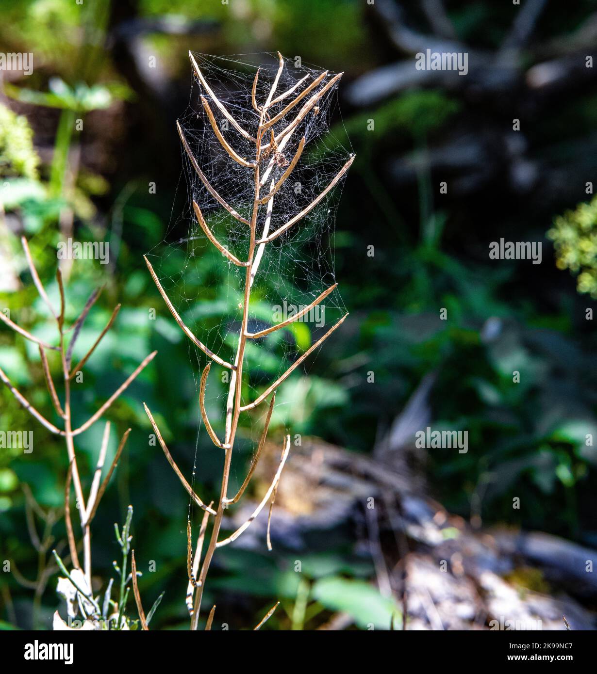 A vertical shot of a plant covered with a spider web on an isolated ...