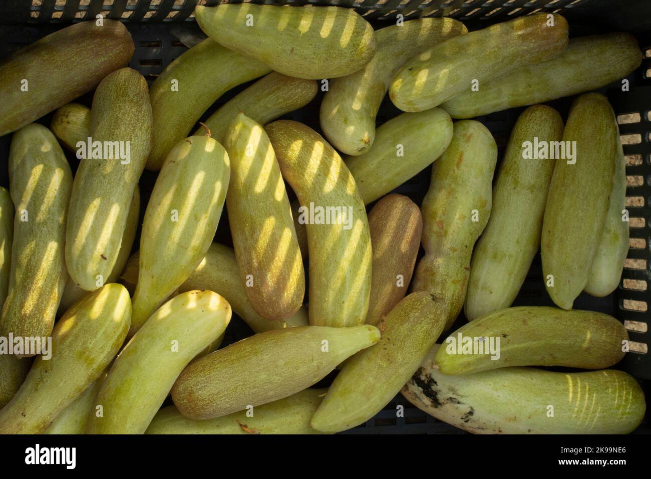 infrared image of the fresh green cucumber fruits Stock Photo - Alamy