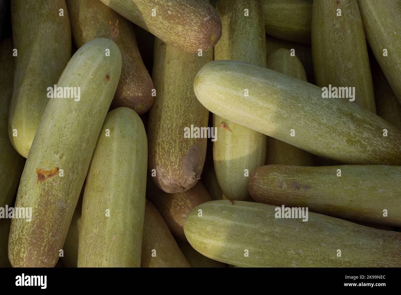 infrared image of the fresh green cucumber fruits Stock Photo - Alamy