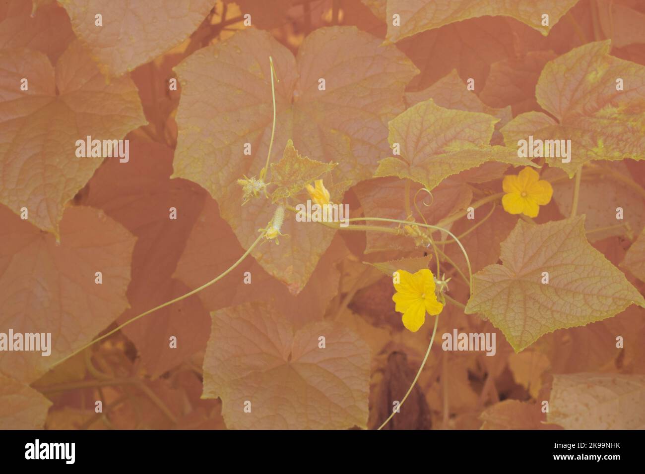 infrared image of the creeping gourd vegetables plant at the farm Stock ...