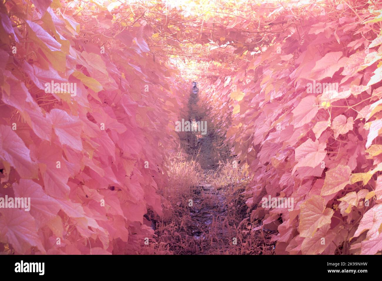 infrared image of the creeping gourd vegetables plant at the farm Stock ...