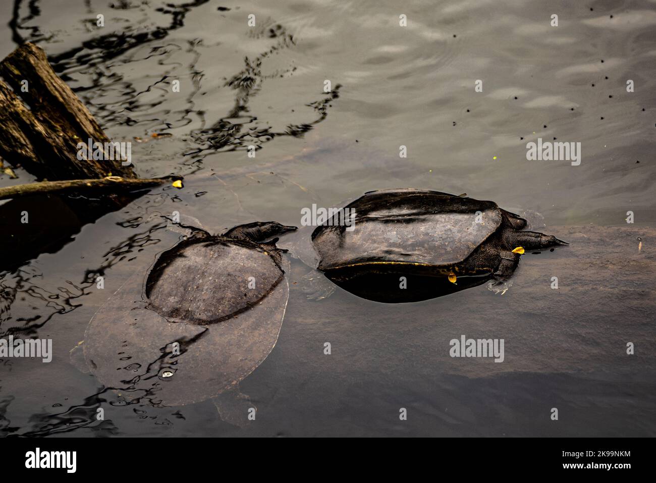 A couple of spiny softshell turtles in their natural habitat Stock ...