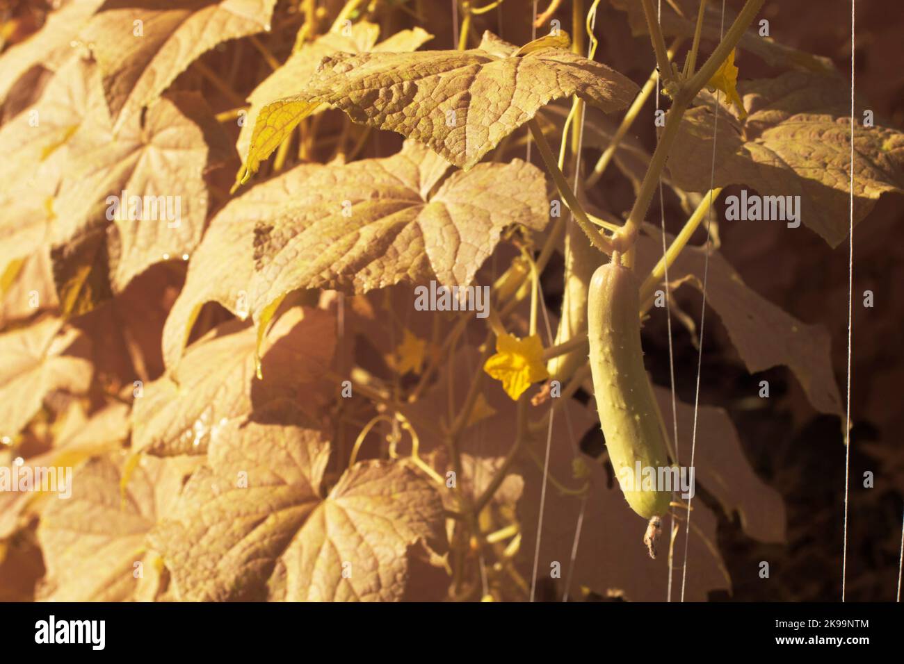 infrared image of the creeping gourd vegetables plant at the farm Stock ...
