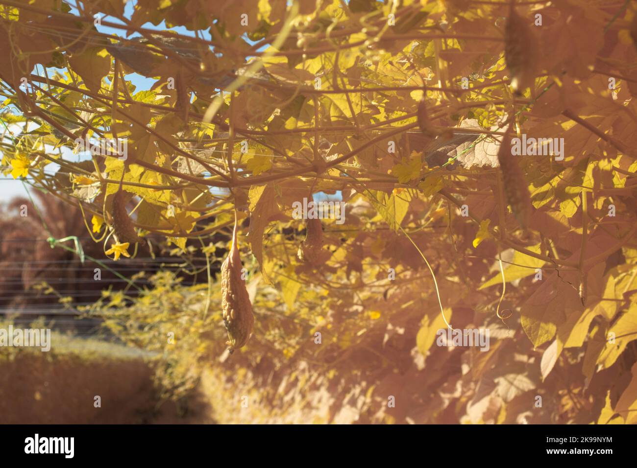 infrared image of the creeping gourd vegetables plant at the farm Stock ...
