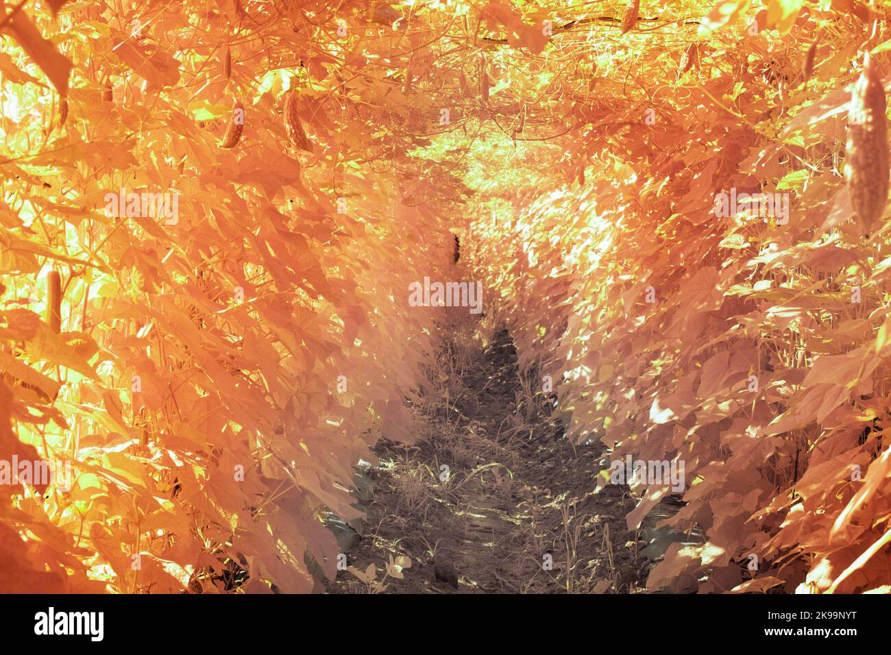 infrared image of the creeping gourd vegetables plant at the farm Stock ...
