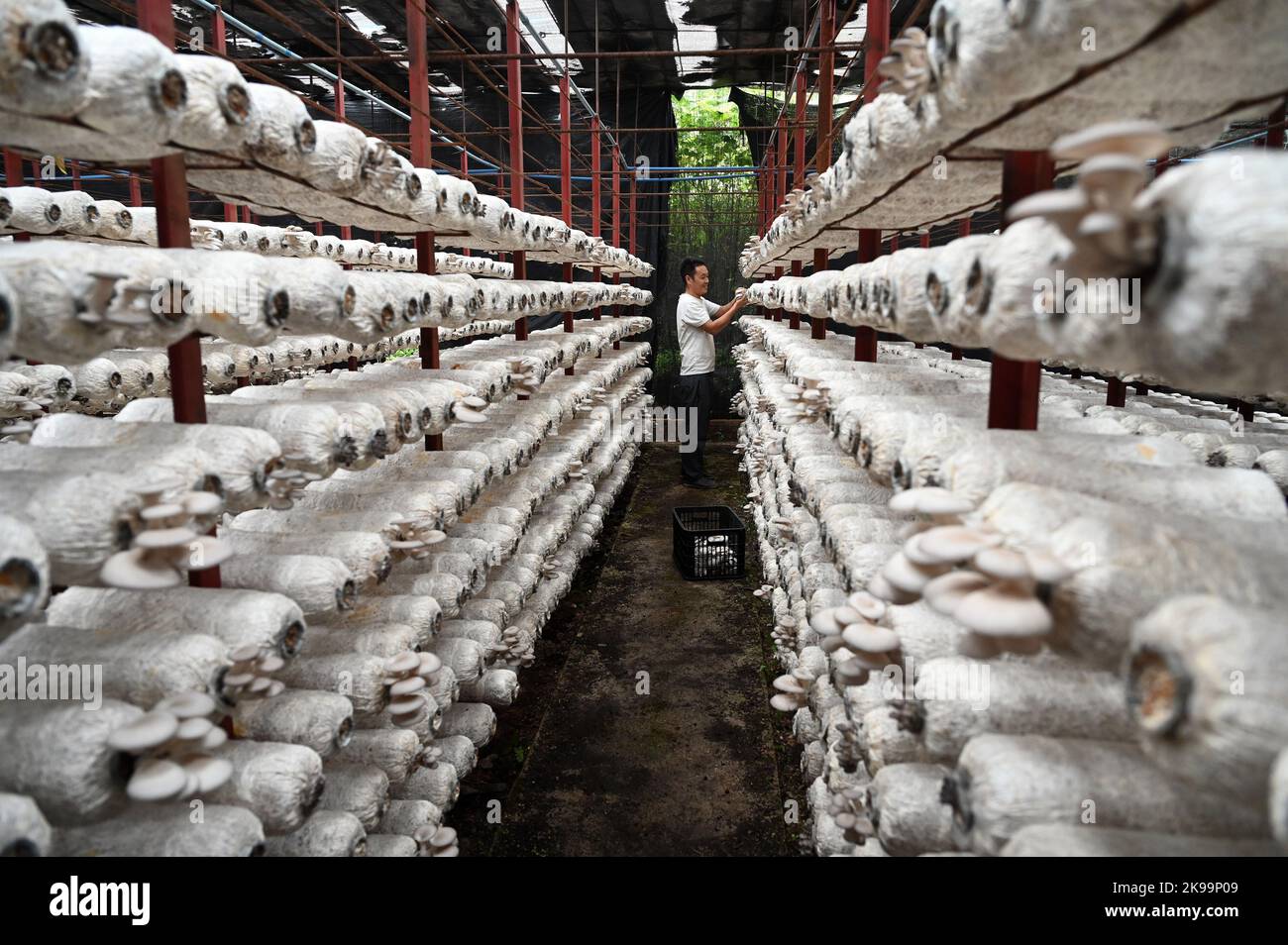 Mushroom farmers were harvesting mushrooms at the edible mushroom ...