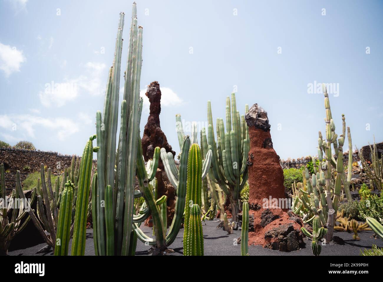 The variety of cacti against the background of the blue sky. Guatiza ...