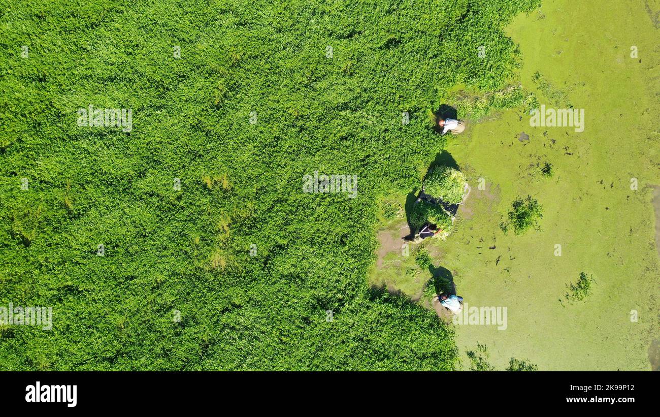 Farmers are reaping cress in Sihong County, Suqian City, east China's ...