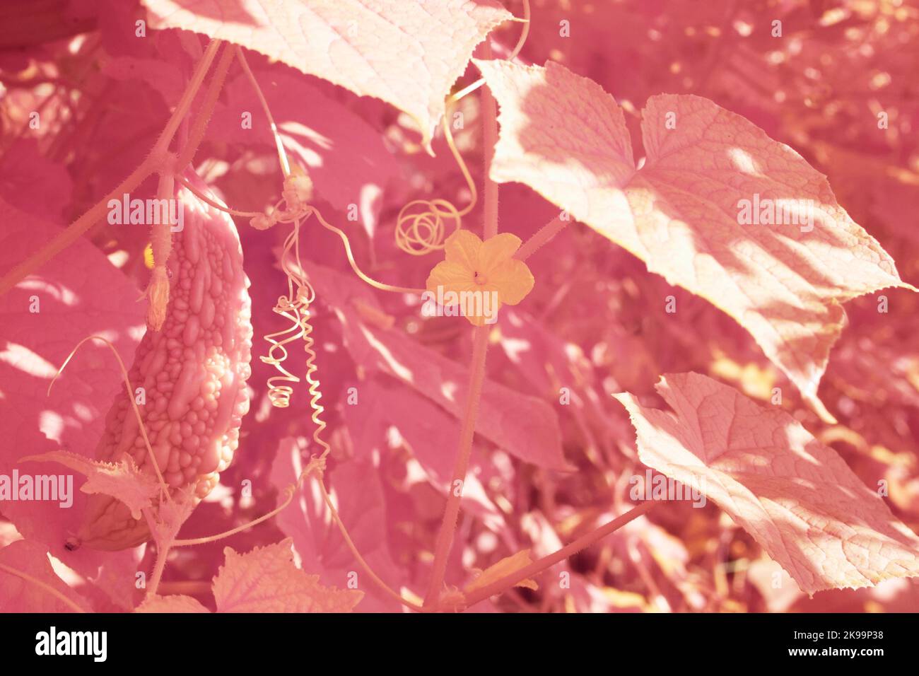 infrared image of the creeping gourd vegetables plant at the farm Stock ...